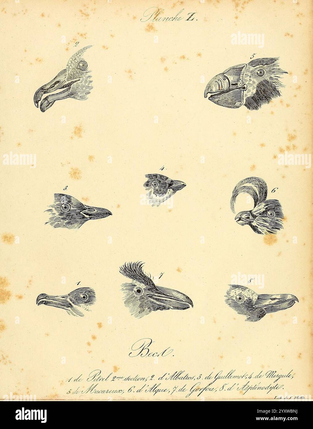 Diversity within avian anatomy hi-res stock photography and images - Alamy