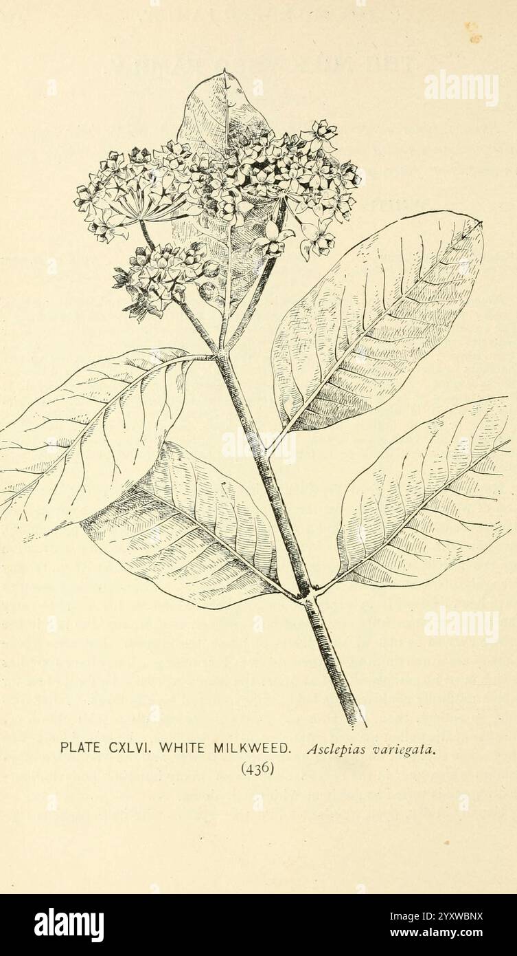 Southern, wild, flowers, and, trees, New York, Stokes, [1901], botany ...