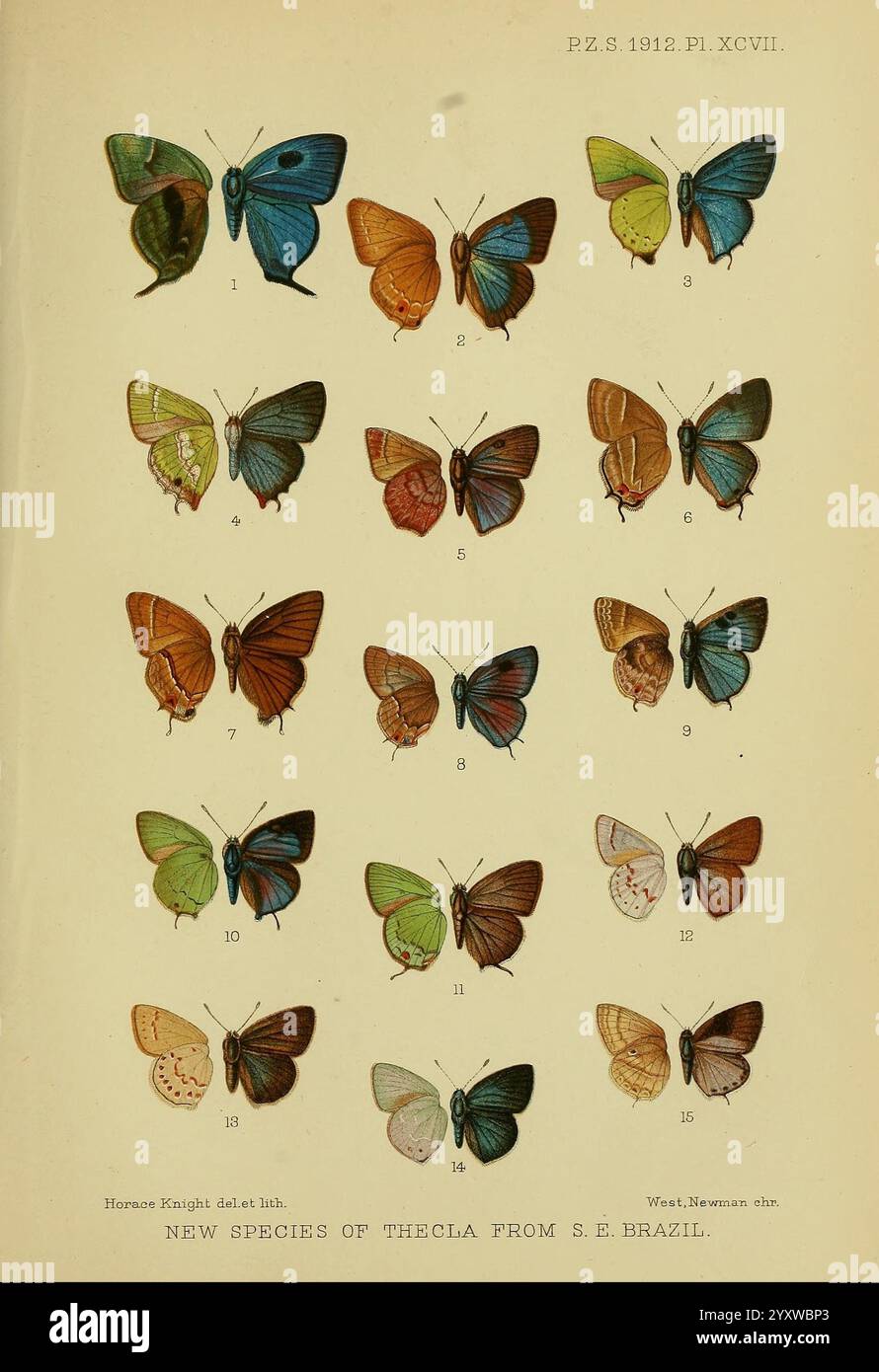 Butterflys morphology hi-res stock photography and images - Alamy