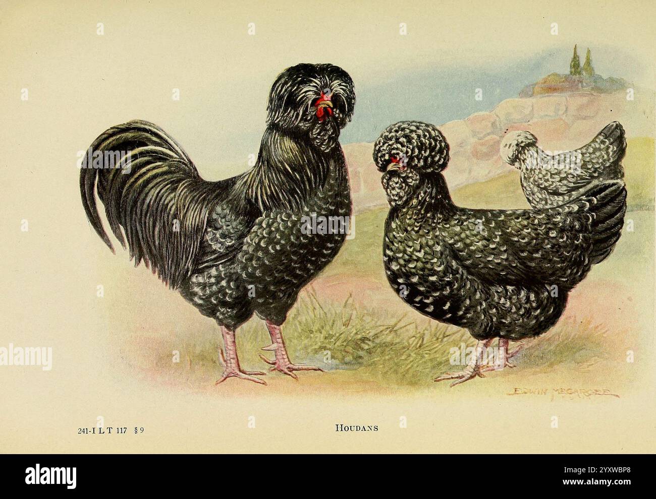 Trio of vibrant birds hi-res stock photography and images - Alamy