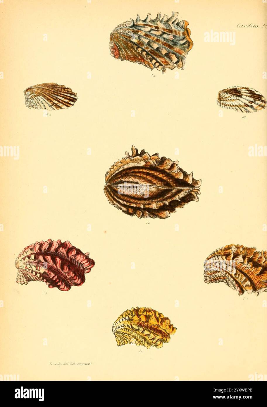 Conchologia Iconica, or Illustrations of the Shells of Molluscous ...
