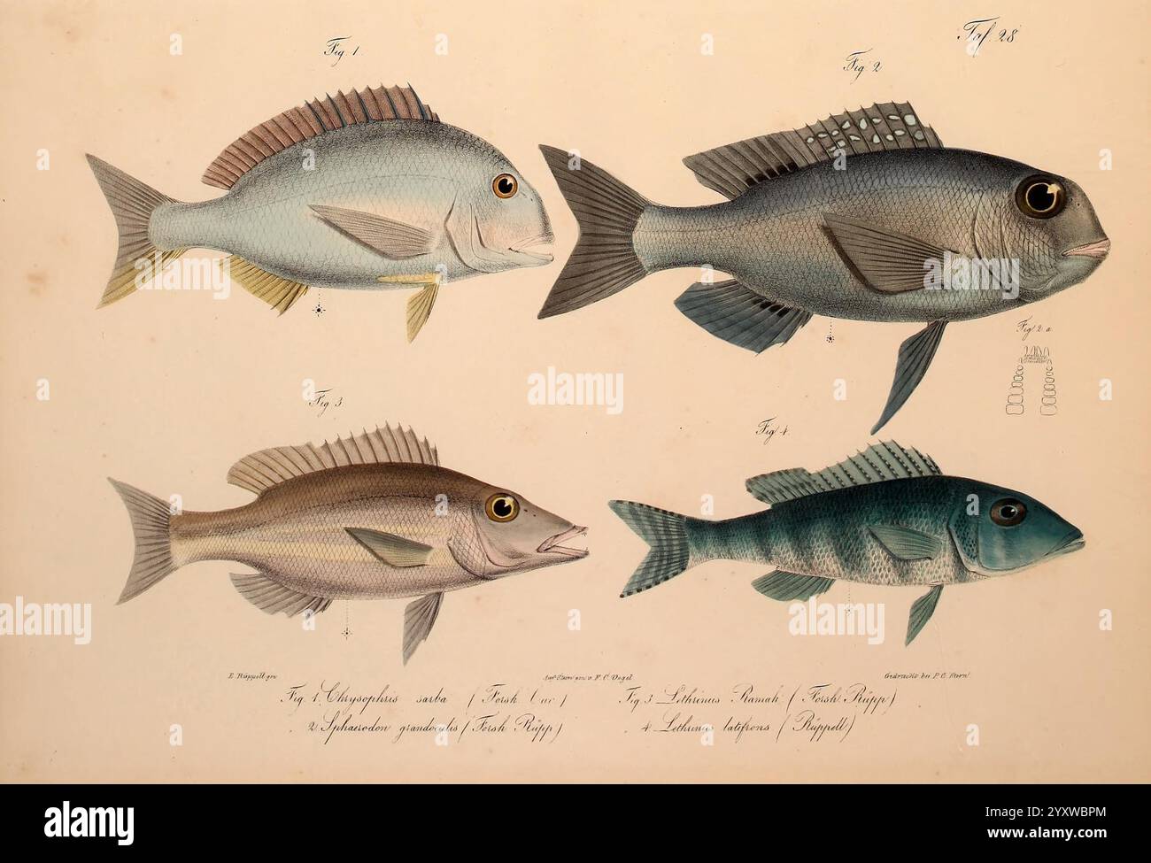 Stumpnose bream hi-res stock photography and images - Alamy