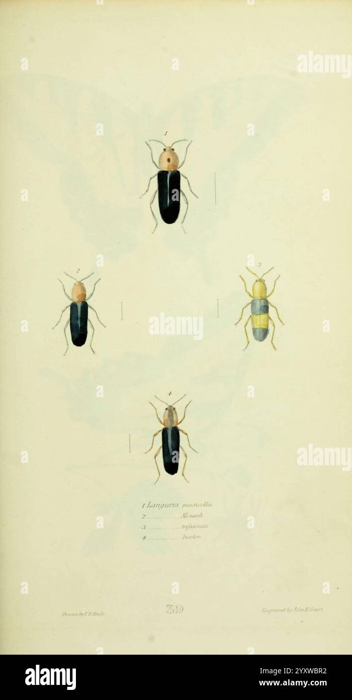 Insects north america pictorial works languaria hi-res stock ...