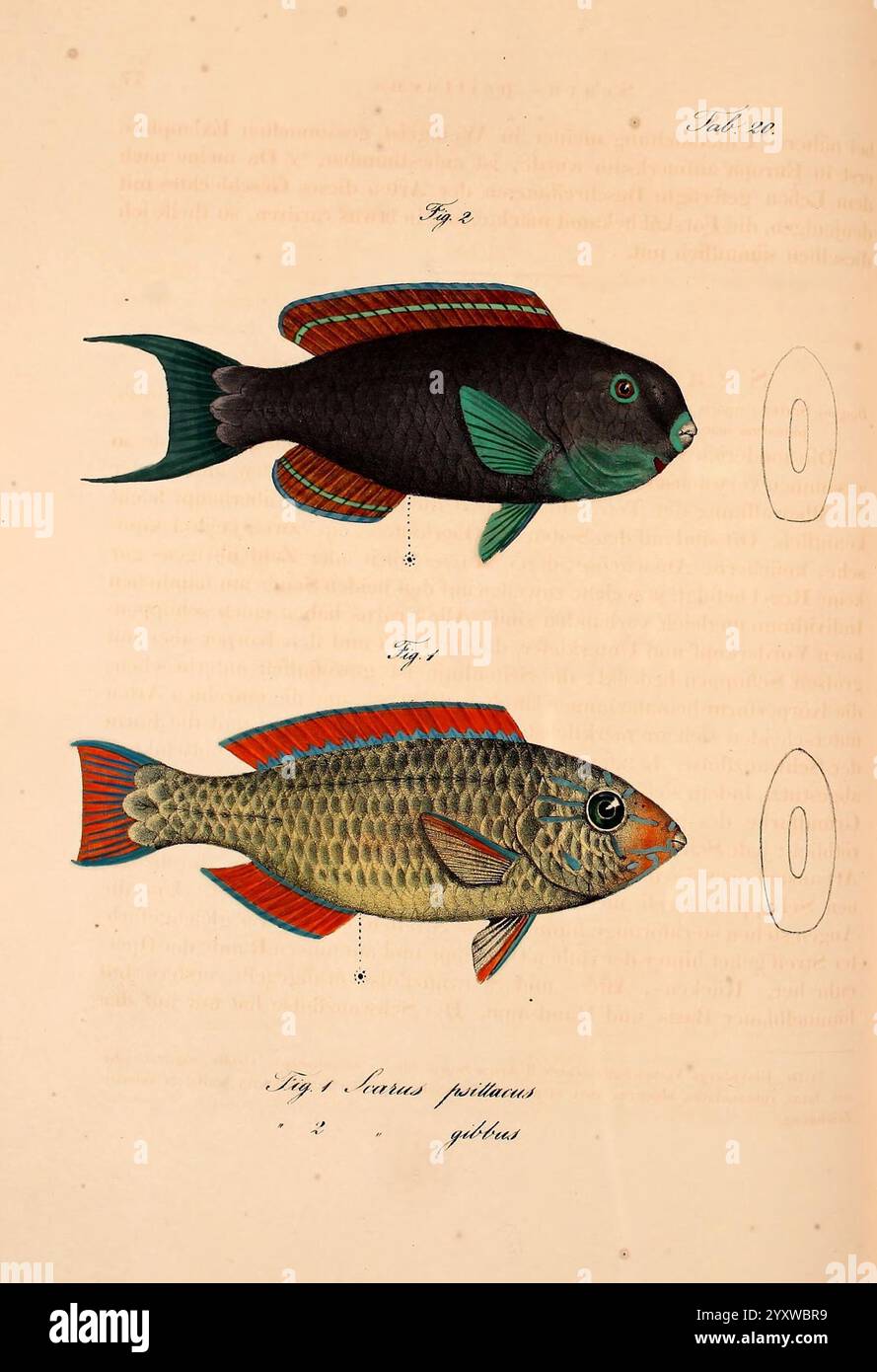 Illustration showcases two distinct animals labeled hi-res stock ...