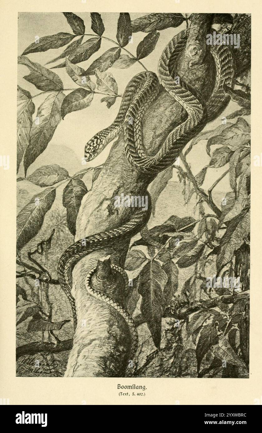 Snakes serpentine form hi-res stock photography and images - Alamy