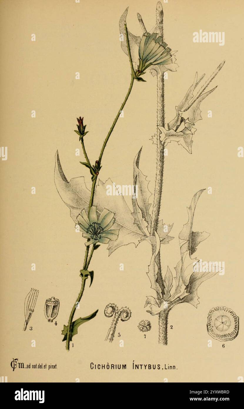 American, medicinal, plants, New York, Boericke, Tafel, c1887, botany ...