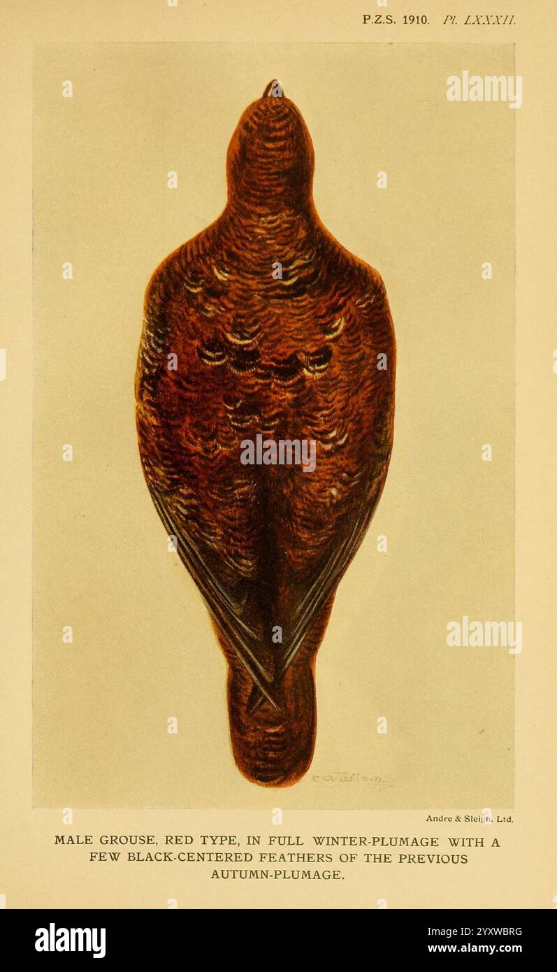 Birds robust body shape hi-res stock photography and images - Alamy