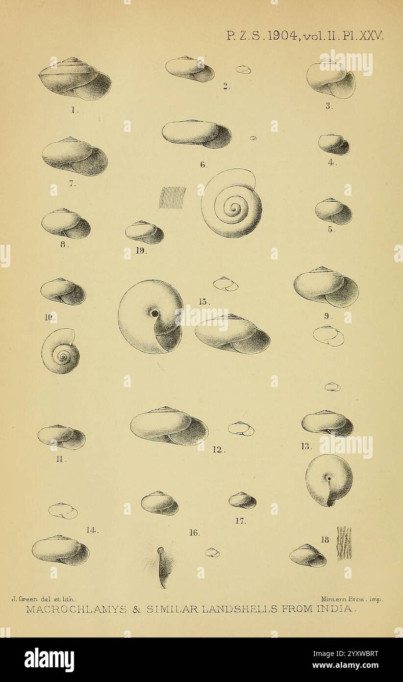 Distinguish different species hi-res stock photography and images - Alamy