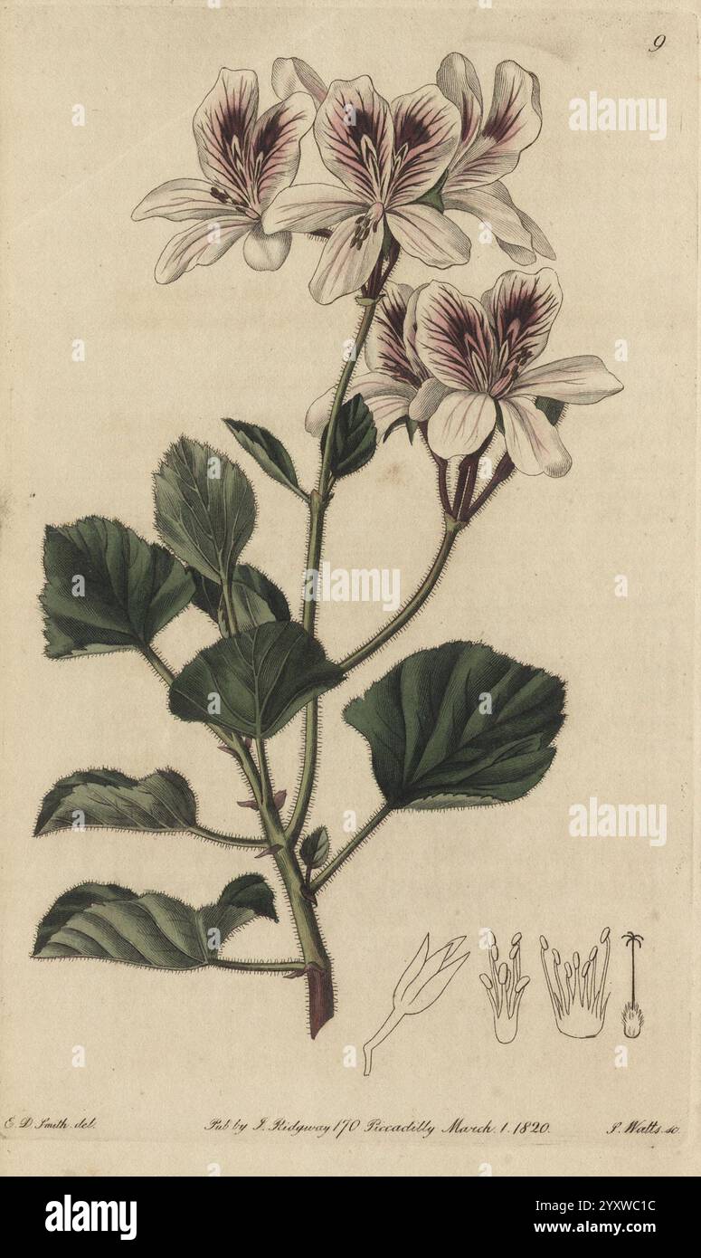 Geraniaceae, London, Printed for James Ridgway, Piccadilly, 1820-1830 ...