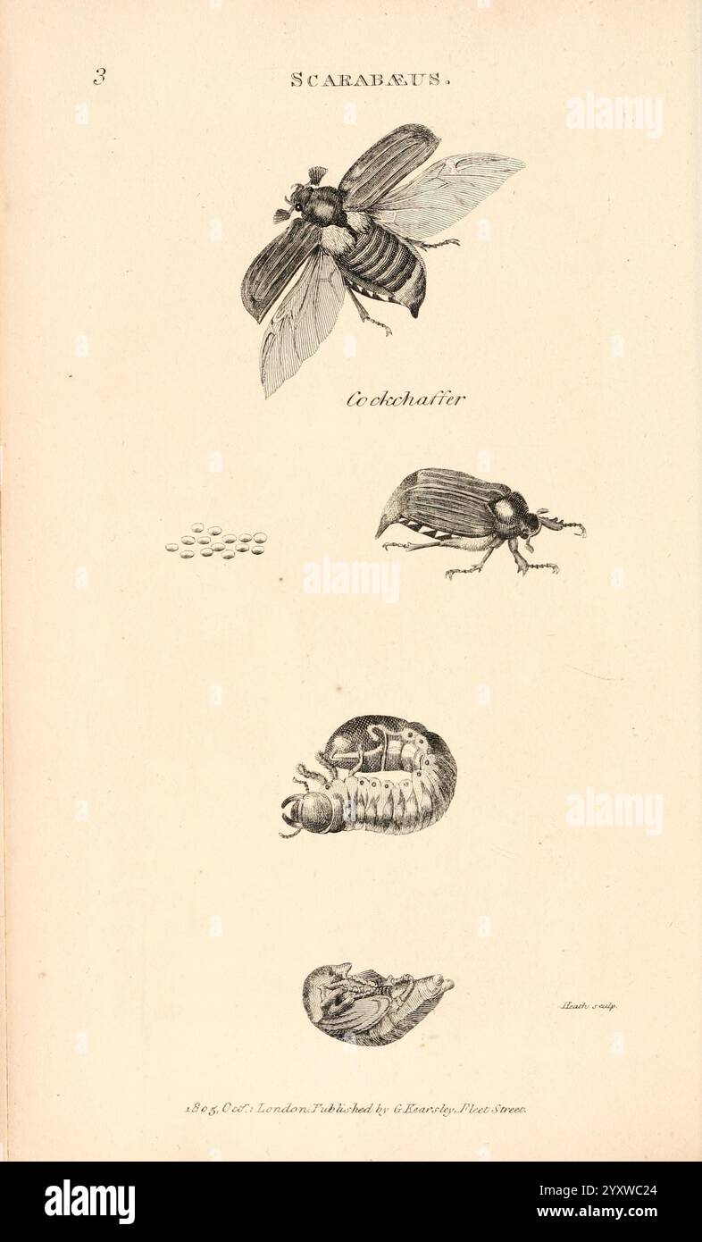 Scarab beetles life cycle hi-res stock photography and images - Alamy