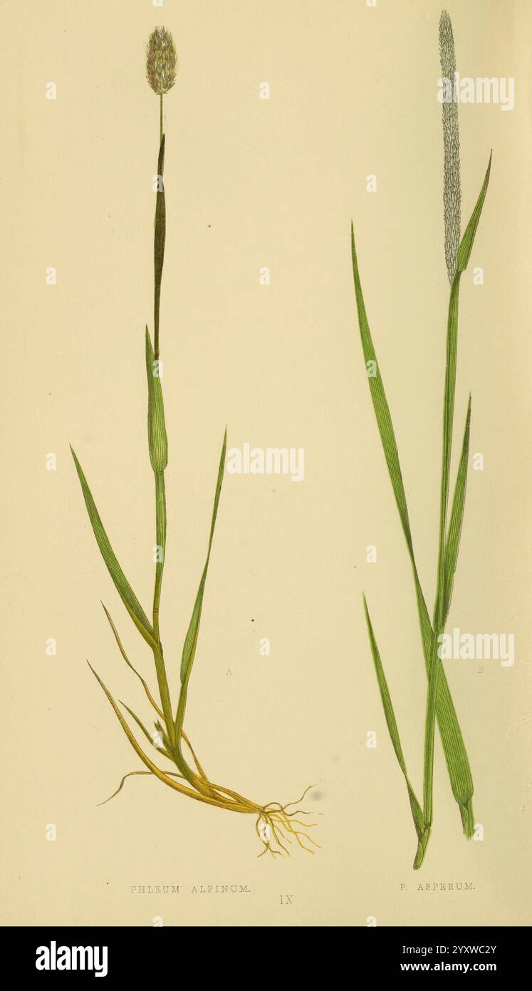 A natural history of British grasses, London, Groombridge, 1858, Great ...