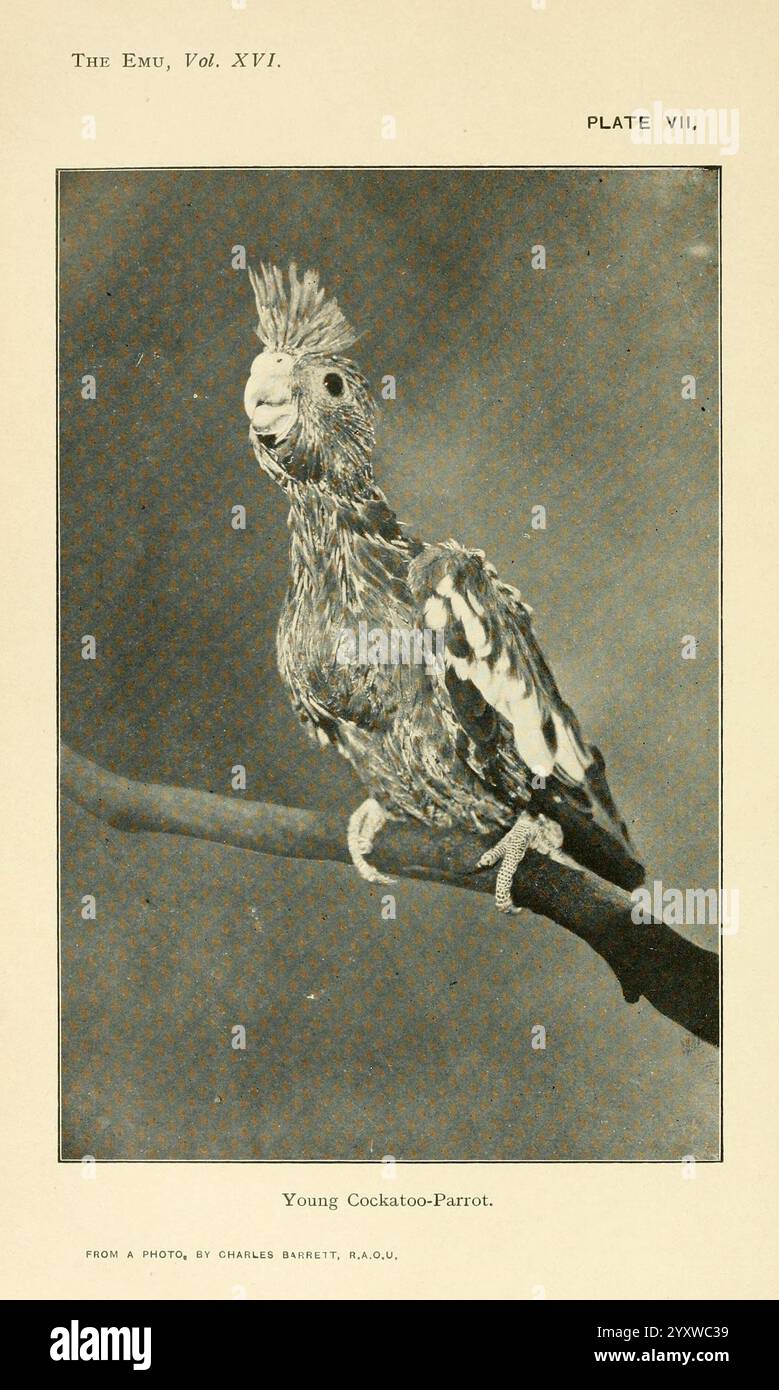 Prominent bird displays hi-res stock photography and images - Alamy