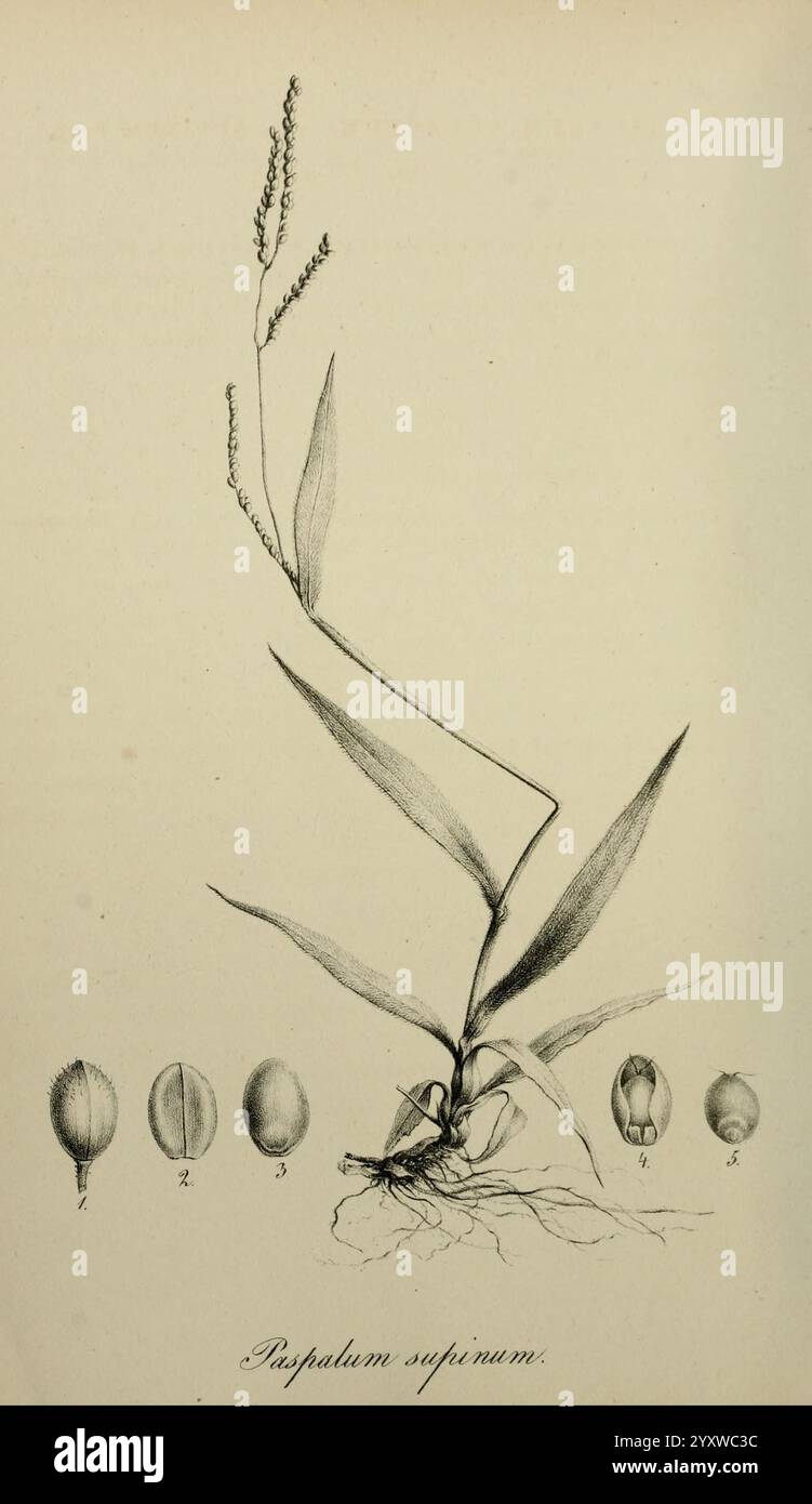 Different seed forms hi-res stock photography and images - Alamy