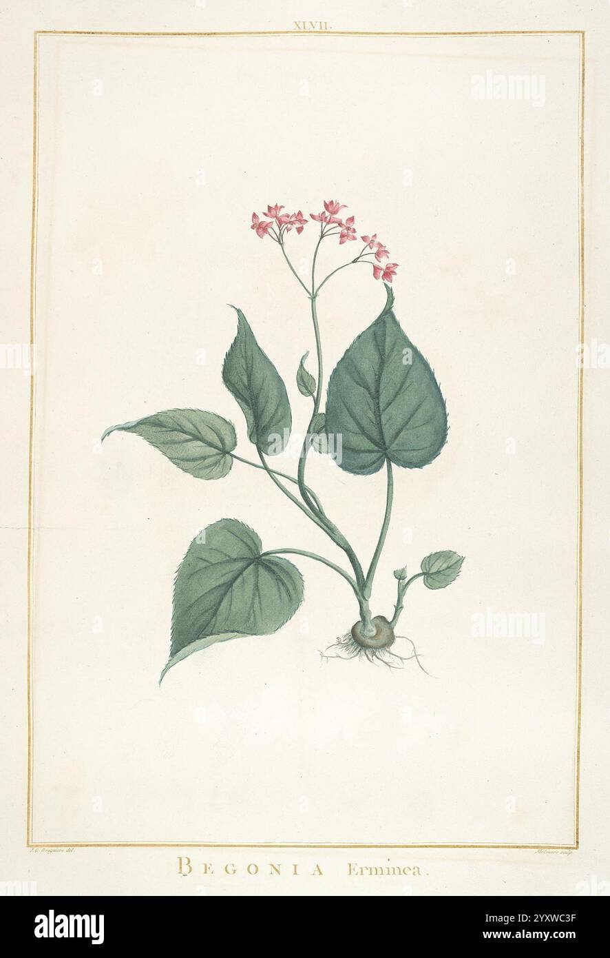 Stirpes novae, Parisiis, ex typographia Philippi-Dionysii Pierres,1784 ...