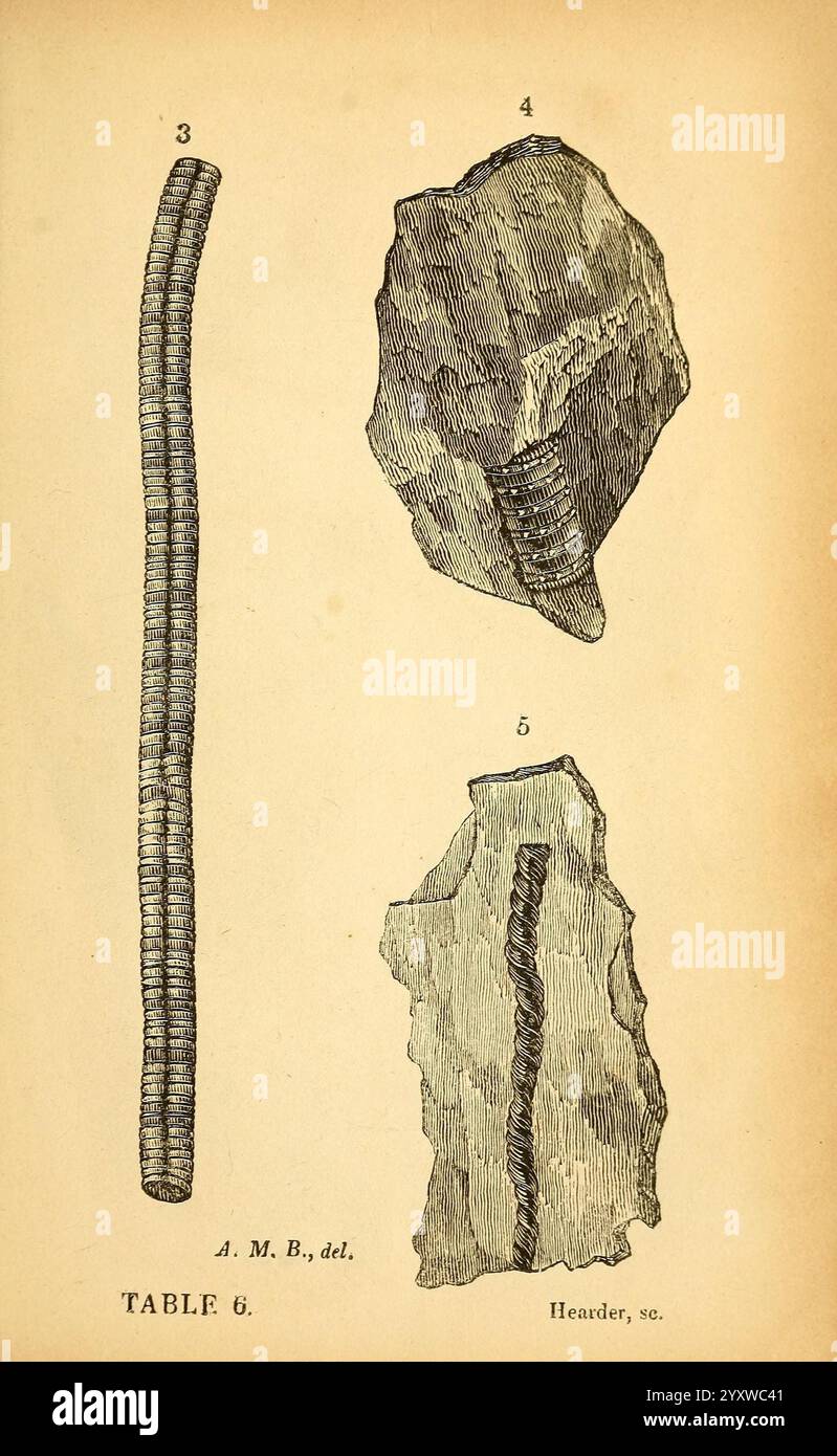 The natural history of South Devon, Plymouth, Printed and published by ...