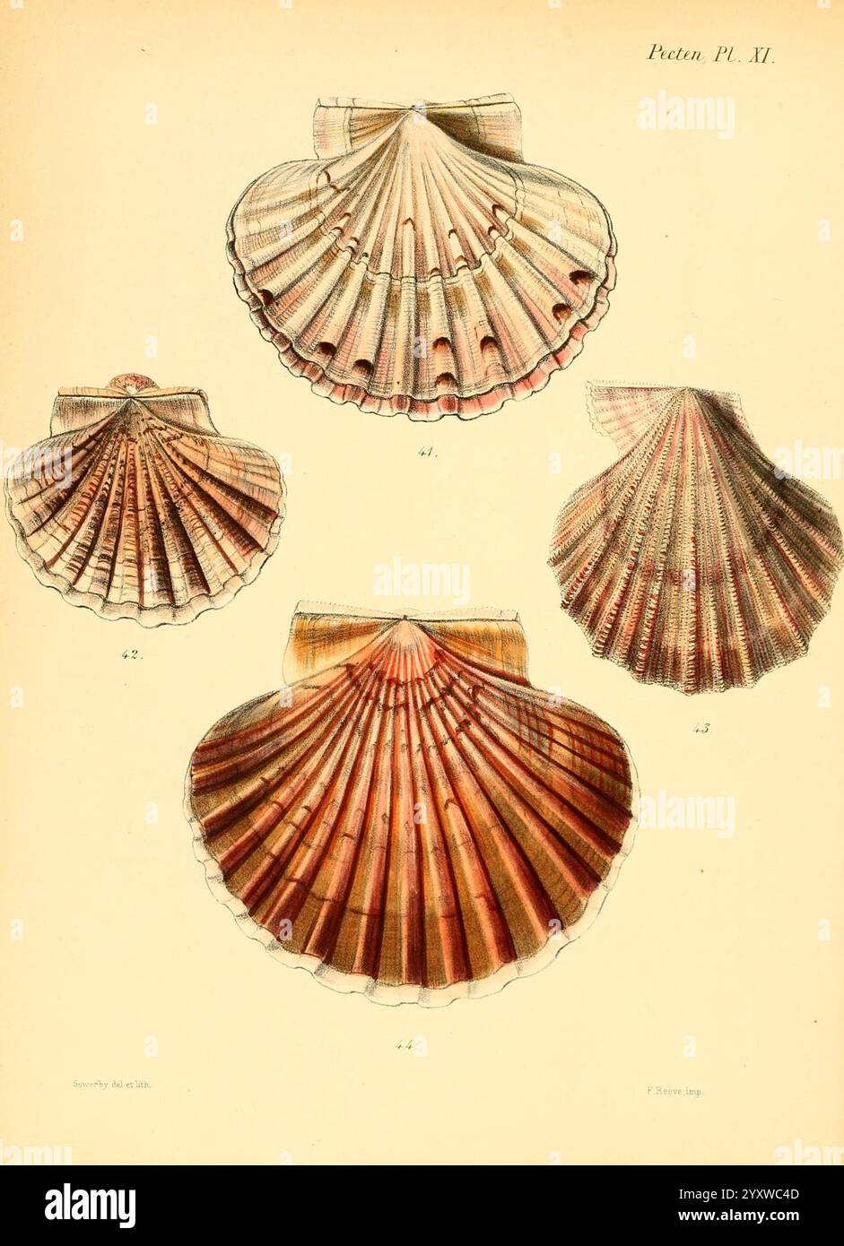 Conchologia Iconica, or Illustrations of the Shells of Molluscous ...