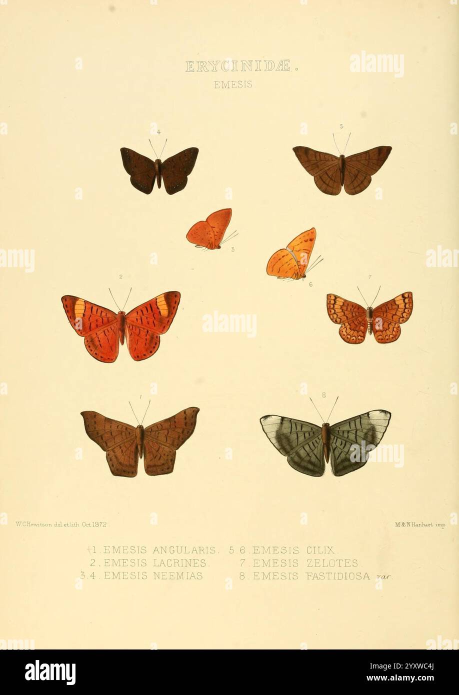 Illustrations of new species of exotic butterflies London, John Van ...