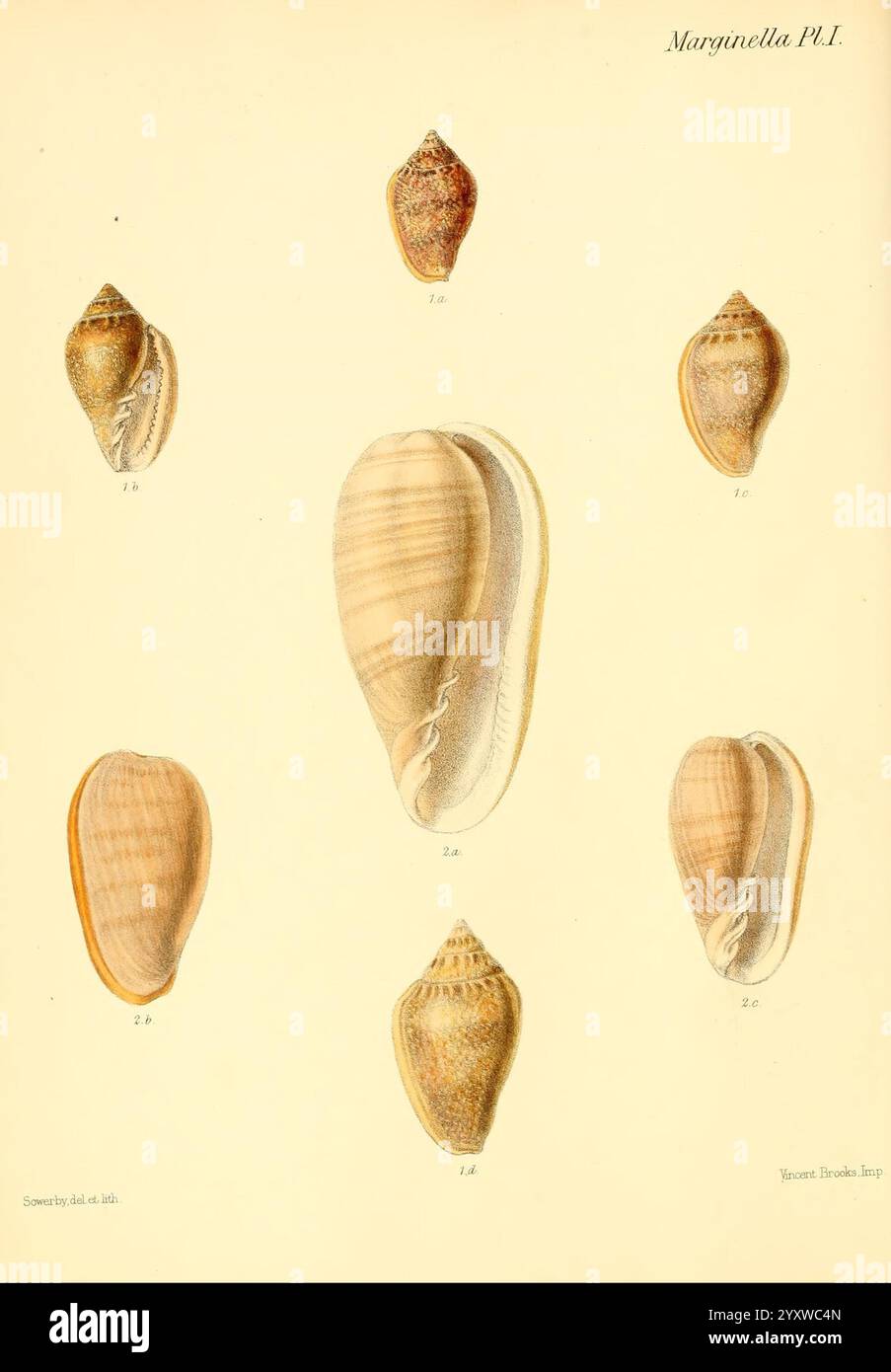 Conchologia Iconica, or Illustrations of the Shells of Molluscous ...
