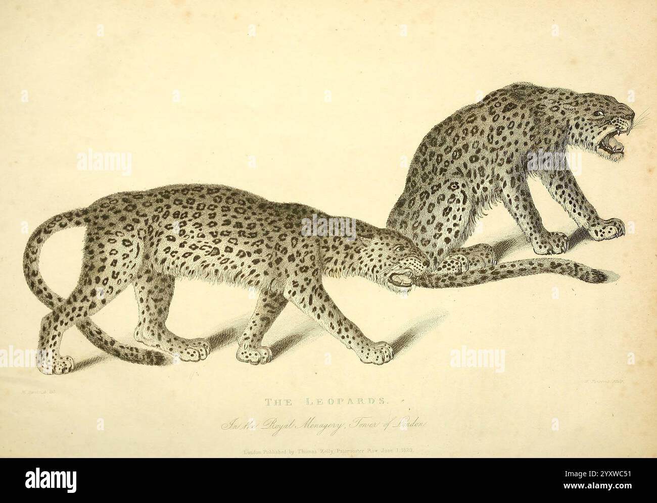 The wonders of the animal kingdom, London, T. Kelly, 1830, Great ...