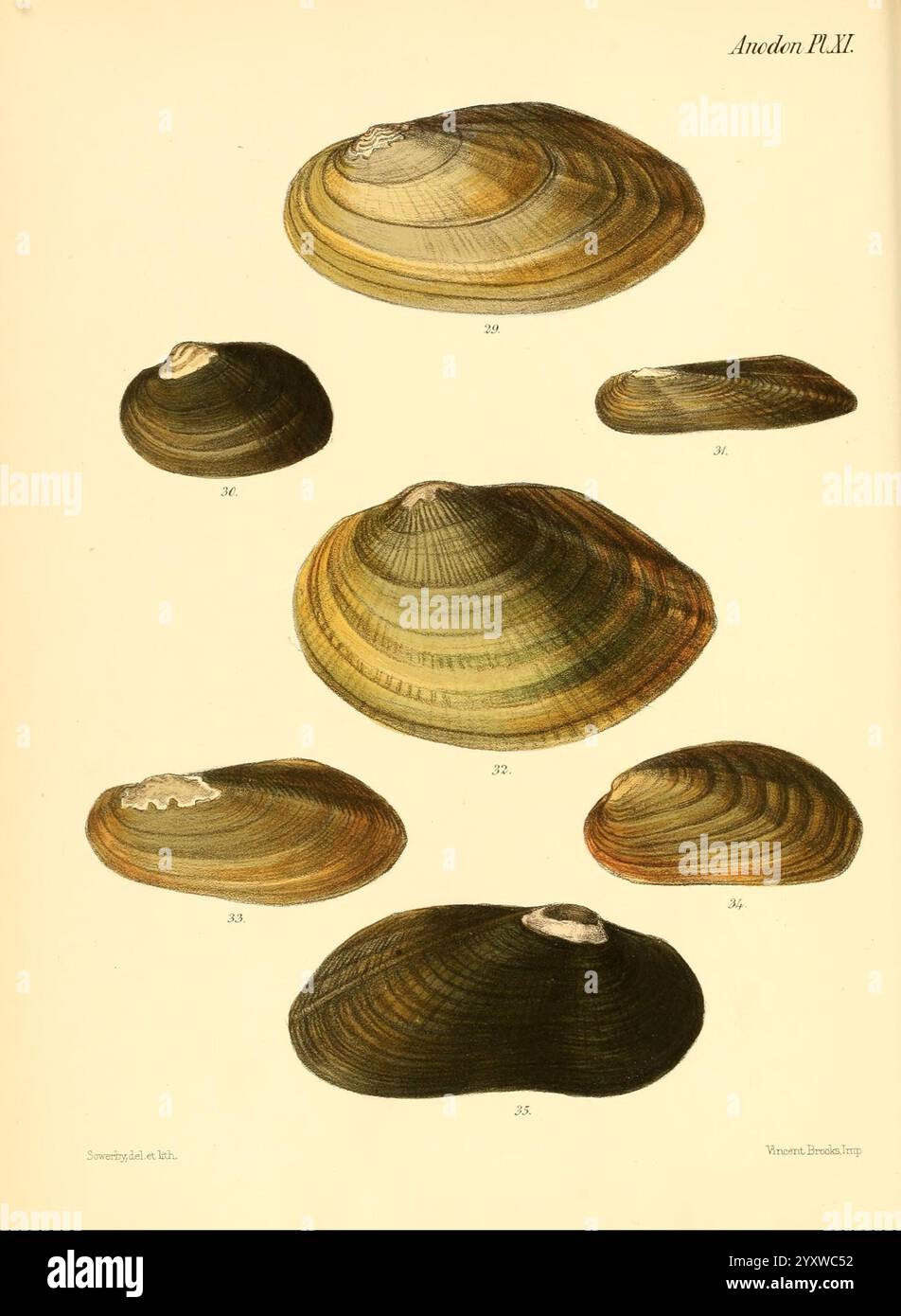 Conchologia iconica, or Illustrations of the shells of molluscous ...