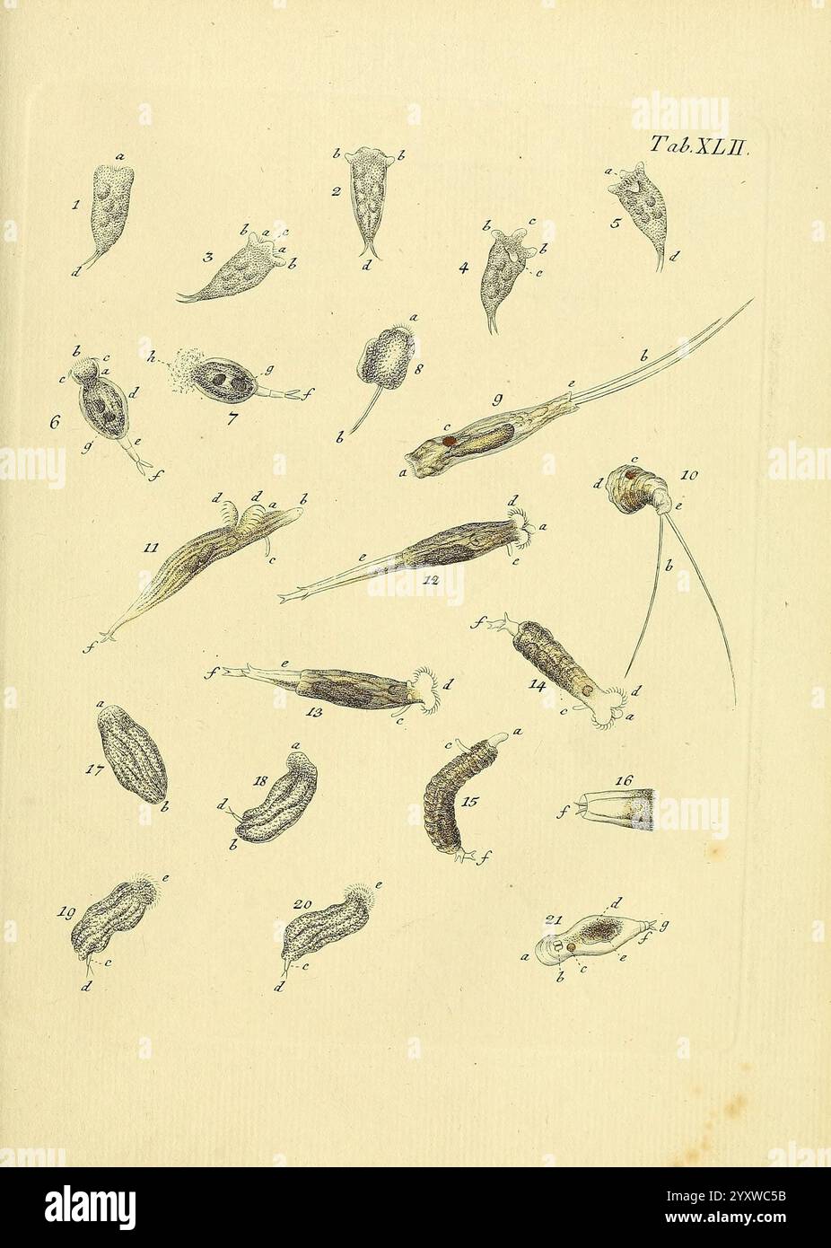 Animalcula Infusoria Fluviatilia Marina Hauniae Typis Nicolai Molleri ...