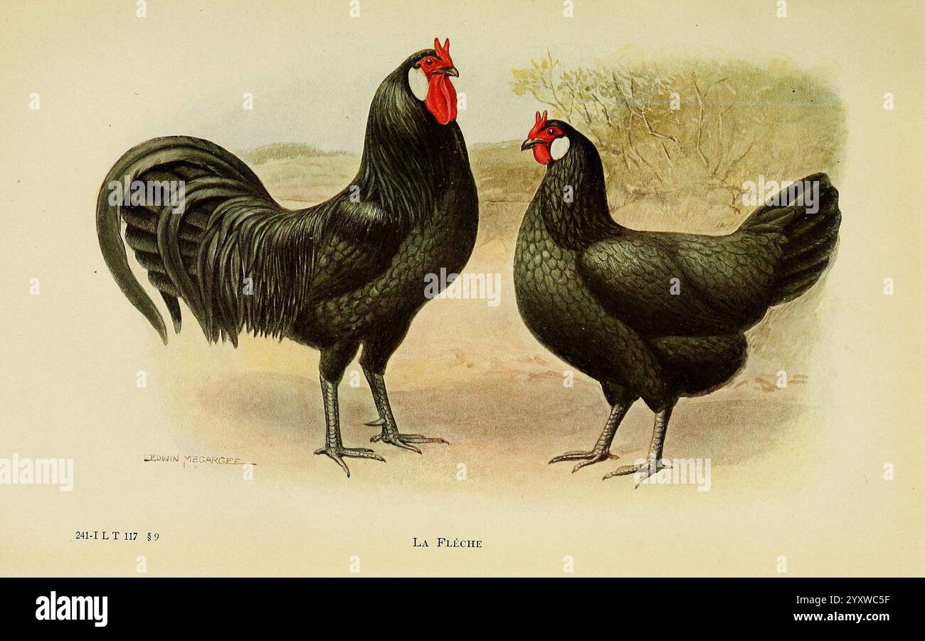 Female hen displays hi-res stock photography and images - Alamy