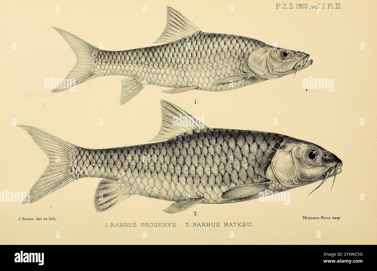 Illustration showcases two detailed depictions hi-res stock photography ...