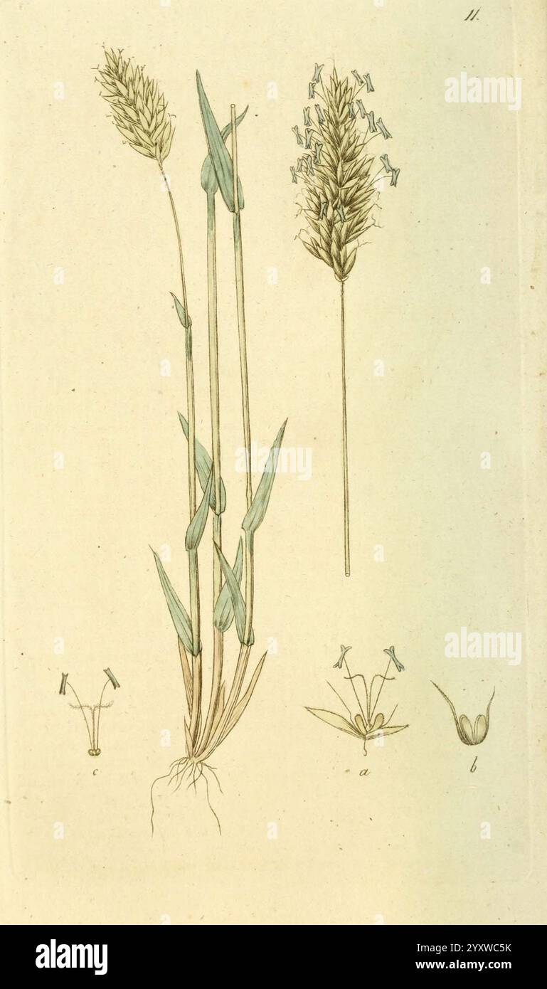 Grass cluster reveals hi-res stock photography and images - Alamy