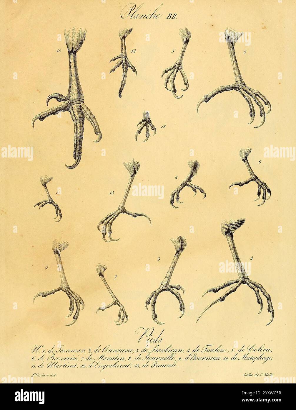 Talon morphology hi-res stock photography and images - Alamy