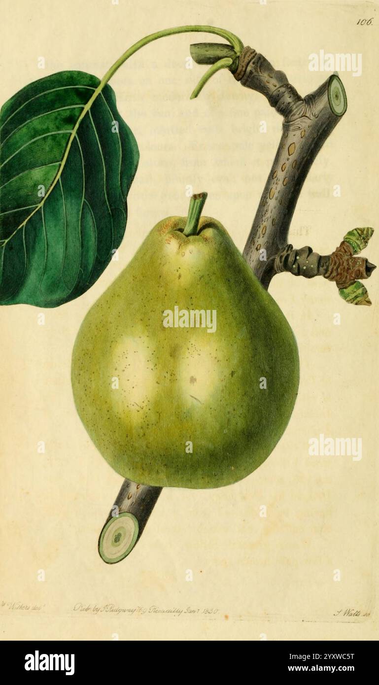 Botanical composition captures hi-res stock photography and images - Alamy