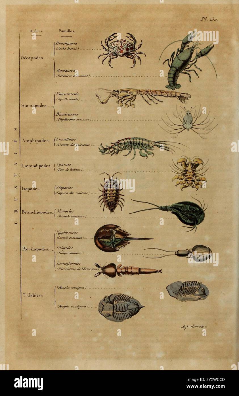 Crustacean life forms hi-res stock photography and images - Alamy