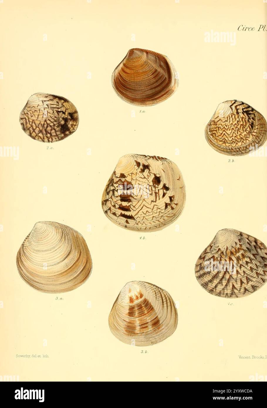 Conchologia iconica, Illustrations of the Shells of Molluscous Animals ...