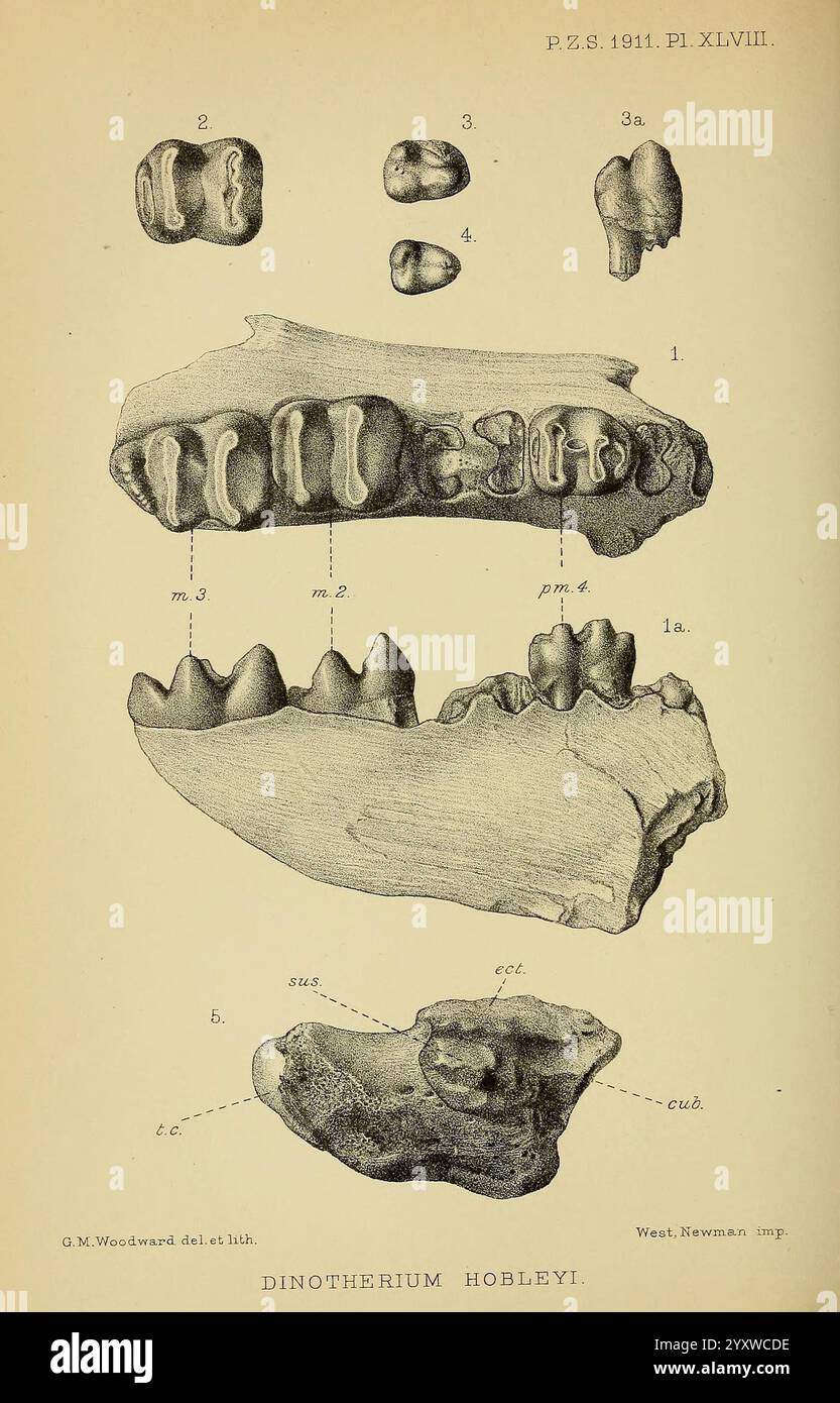 Understanding dental evolution hi-res stock photography and images - Alamy