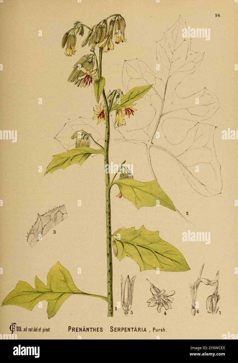 American, medicinal, plants, New York, Boericke & Tafel, c1887, botany ...
