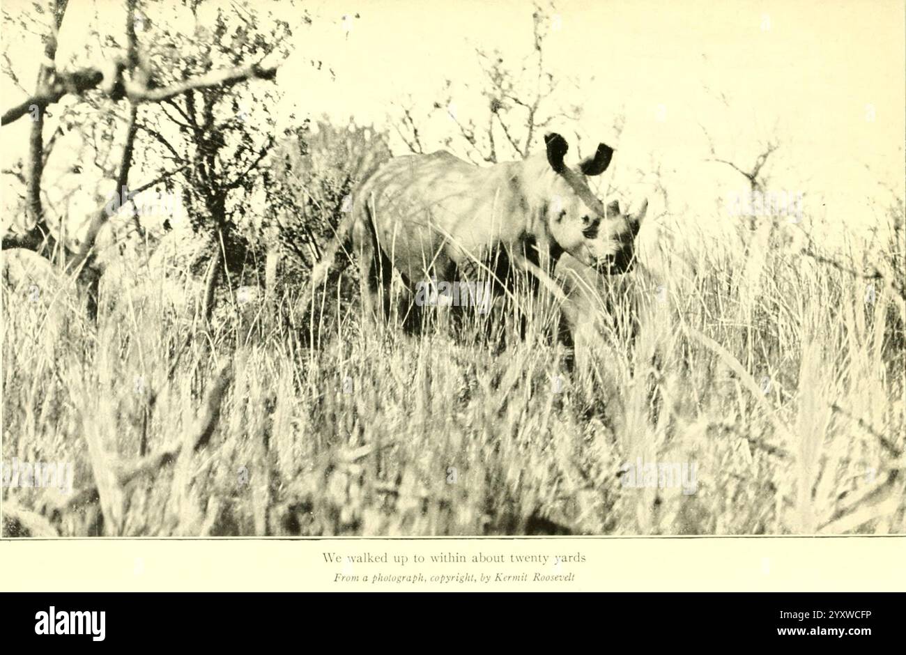 Travel hunting uganda kermit roosevelt artist ceratotherium simu hi-res ...