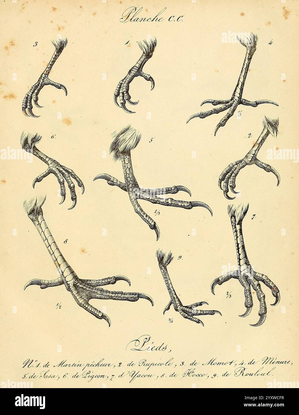 Illustrating adaptations hi-res stock photography and images - Alamy