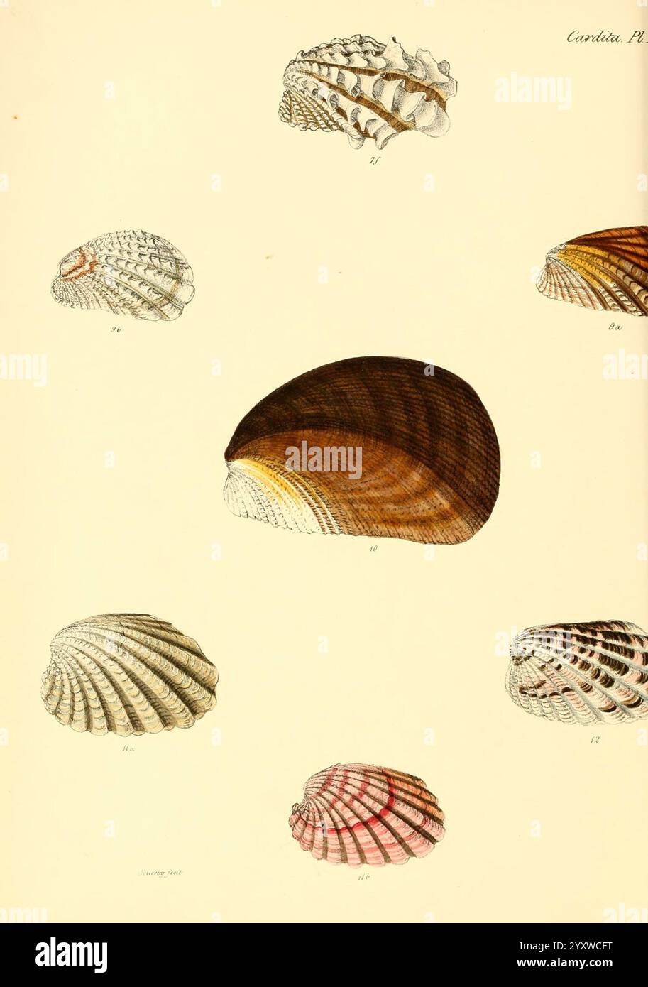 Conchologia iconica, or Illustrations of the Shells of Molluscous ...
