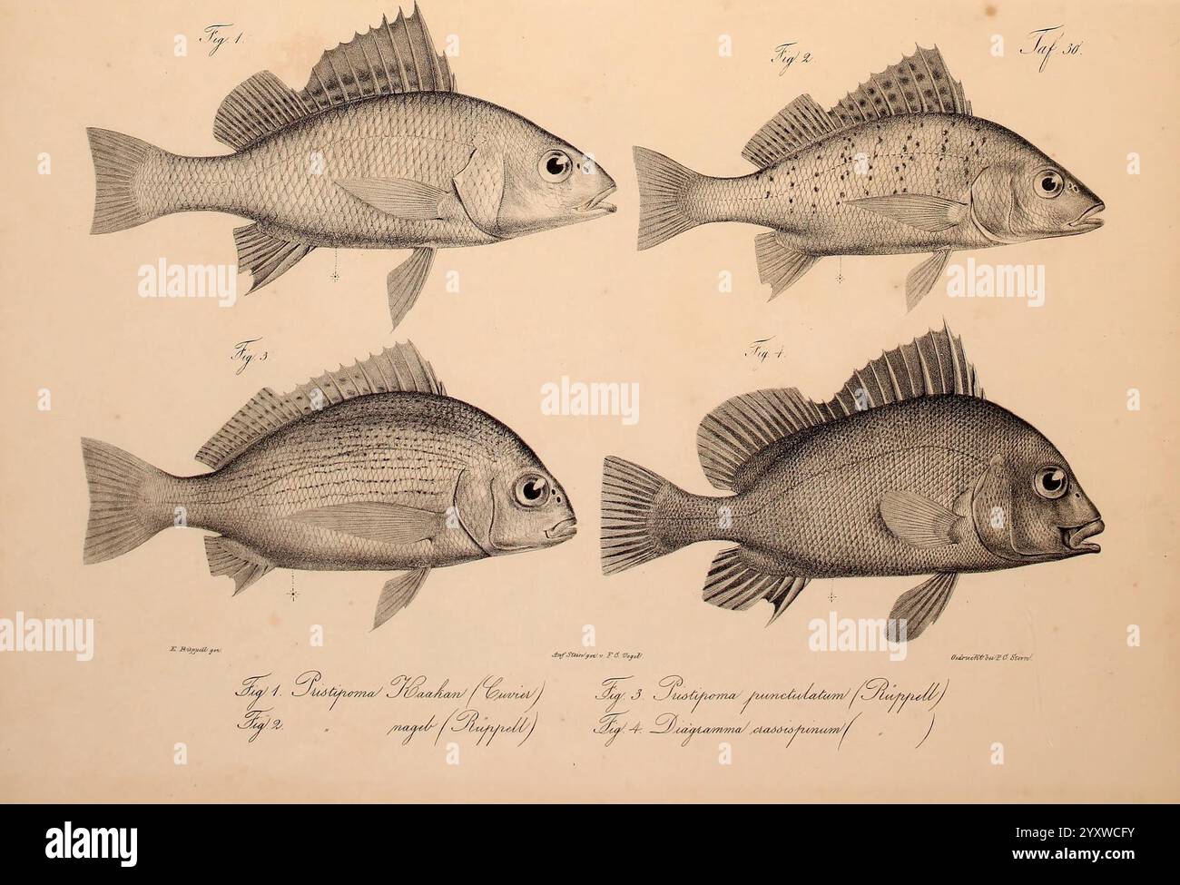 Detailed comparison of four distinct species of fish hi-res stock ...