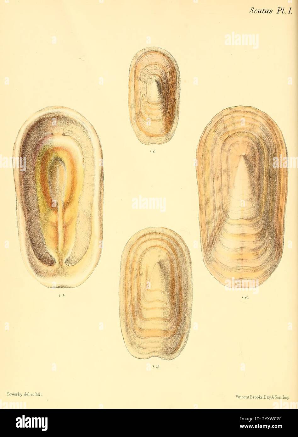 Detailed depictions of various shells belonging hi-res stock ...