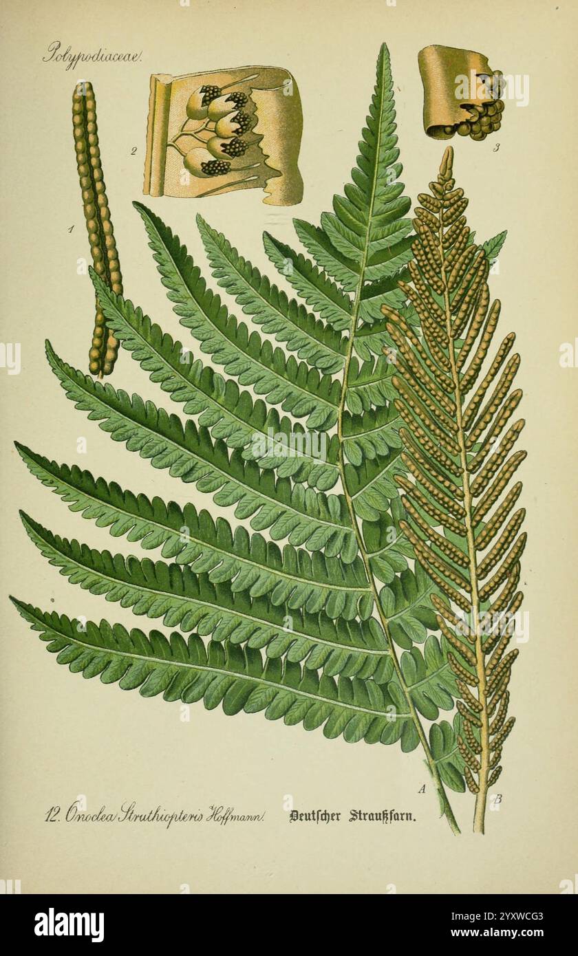 Prominent fern leaf hi-res stock photography and images - Alamy