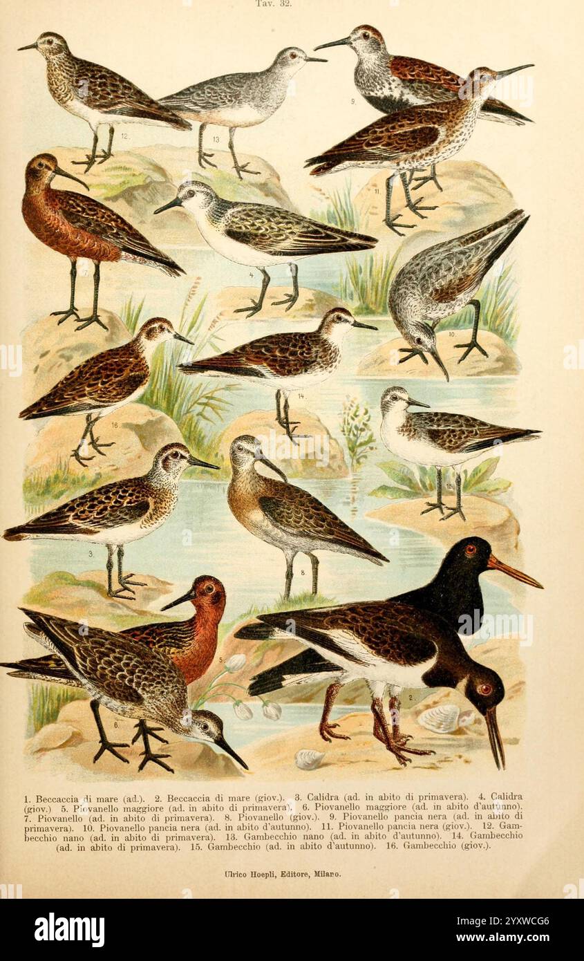 Various bird beaks hi-res stock photography and images - Alamy