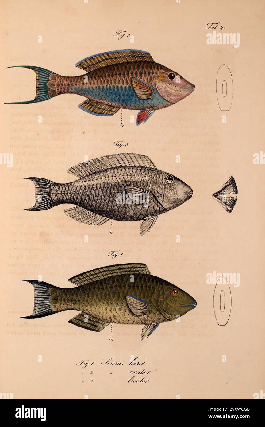 Subtle scale details hi-res stock photography and images - Alamy