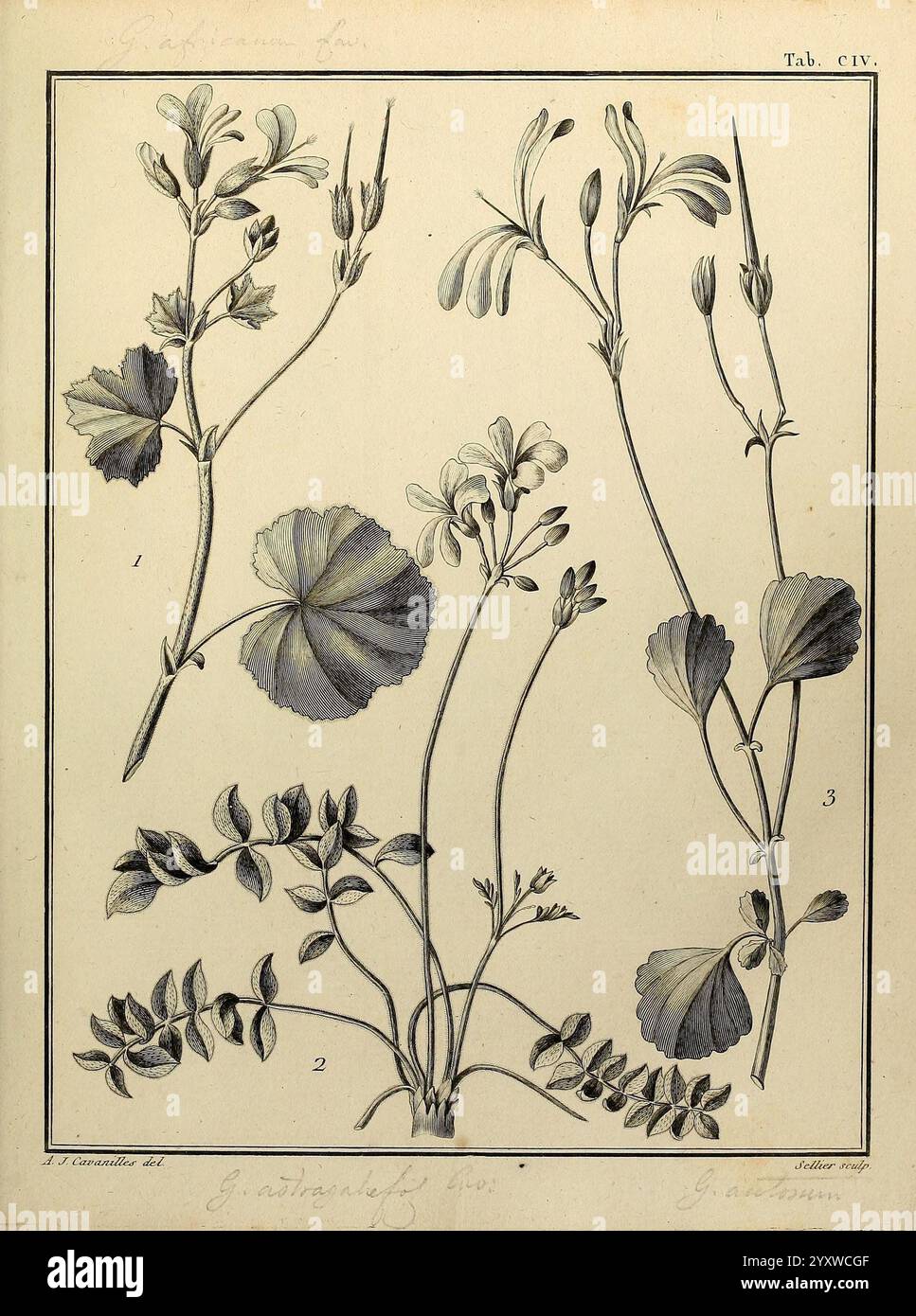 Delicate depictions of various leaves hi-res stock photography and ...
