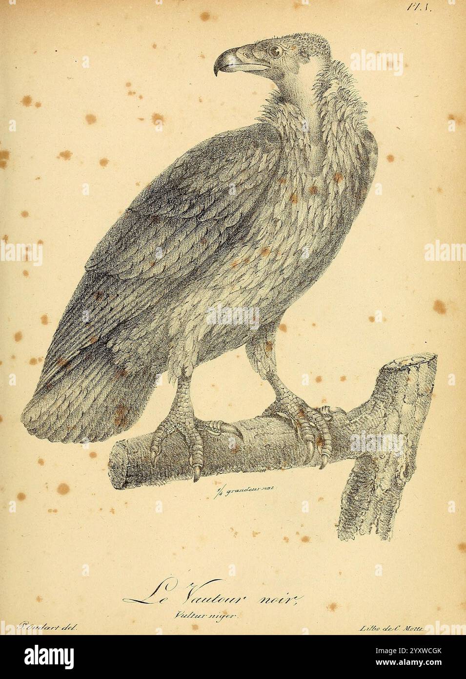 Vultures talons grip hi-res stock photography and images - Alamy