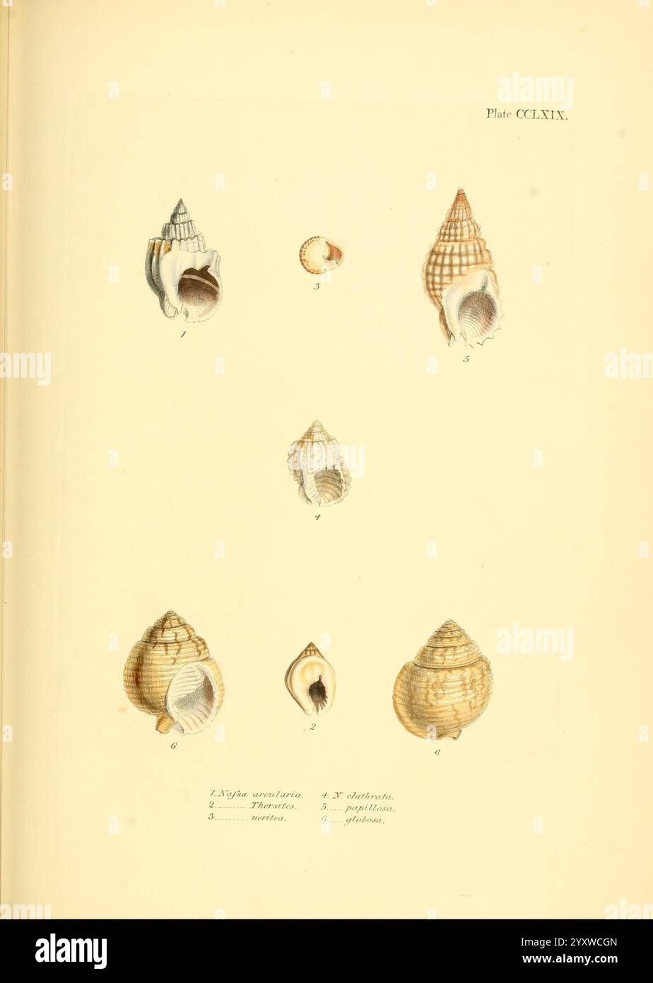 Conchologia systematica, or Complete system of conchology London ...