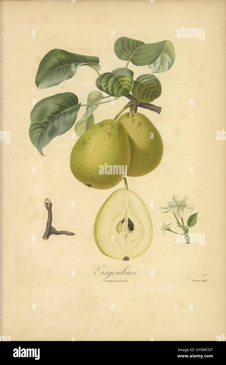 Featuring three ripe pears hanging hi-res stock photography and images ...