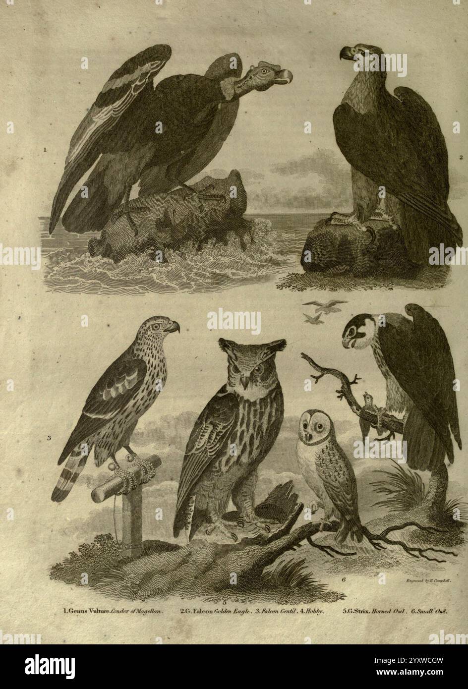 Two smaller vultures hi-res stock photography and images - Alamy