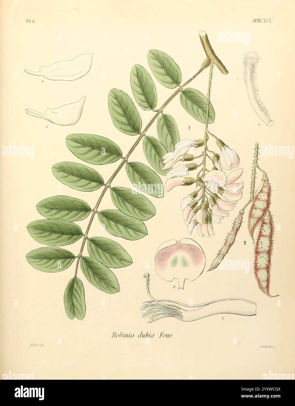 Robinia dahurica plant hi-res stock photography and images - Alamy