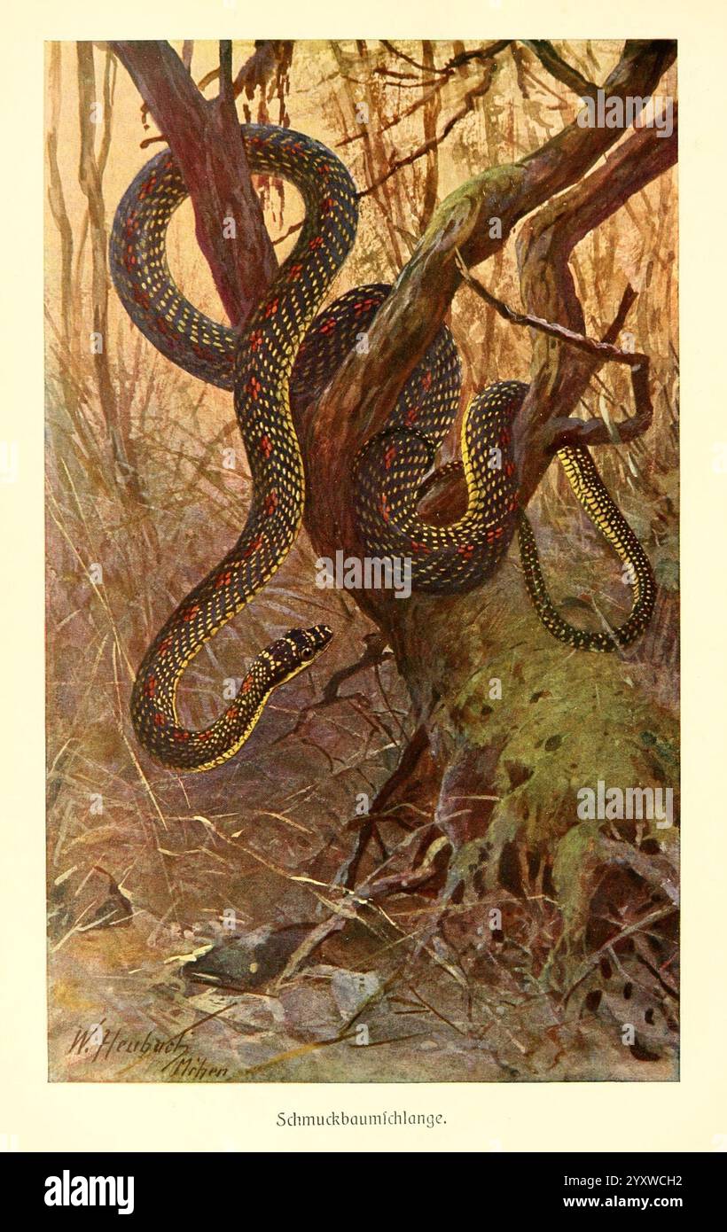 Snakes posture conveys hi-res stock photography and images - Alamy