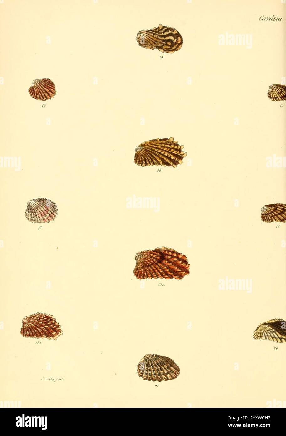 Elongated varieties hi-res stock photography and images - Alamy